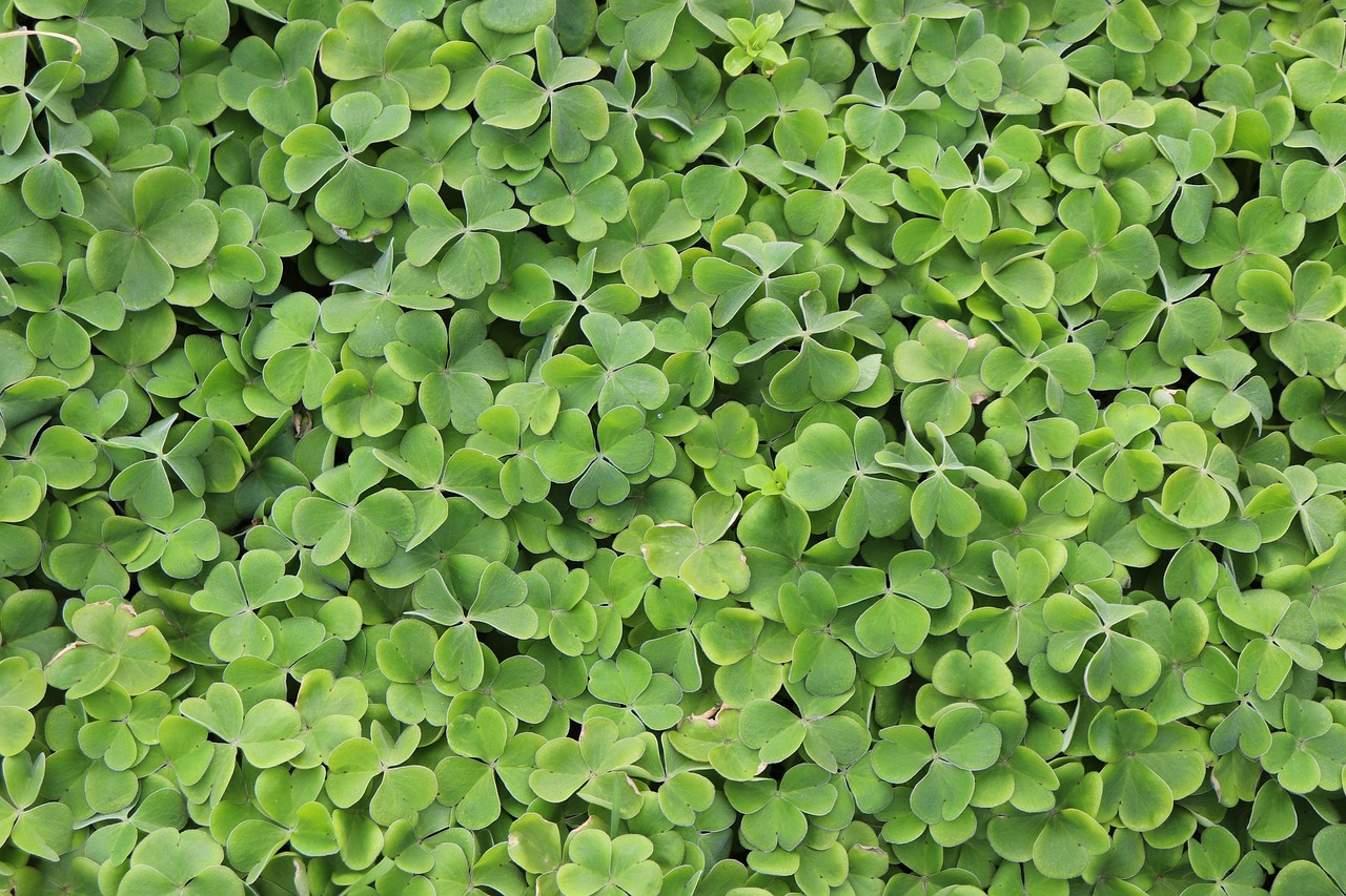 Klee Natur Grün - Kostenloses Foto auf Pixabay