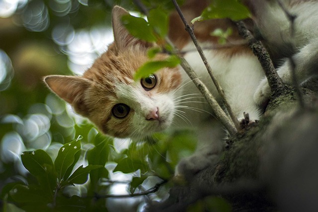 Zoo Nature Pet - Free photo on Pixabay - Pixabay