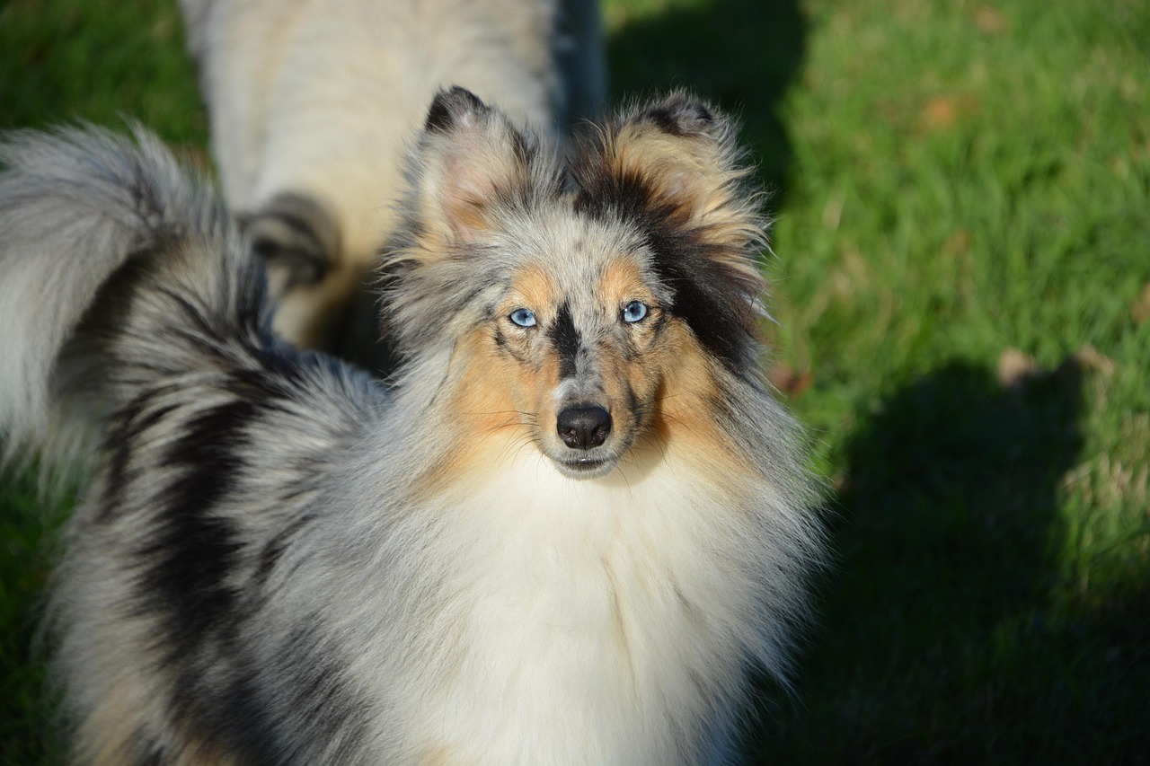 Dog Bitch Shetland Sheepdog - Free photo on Pixabay