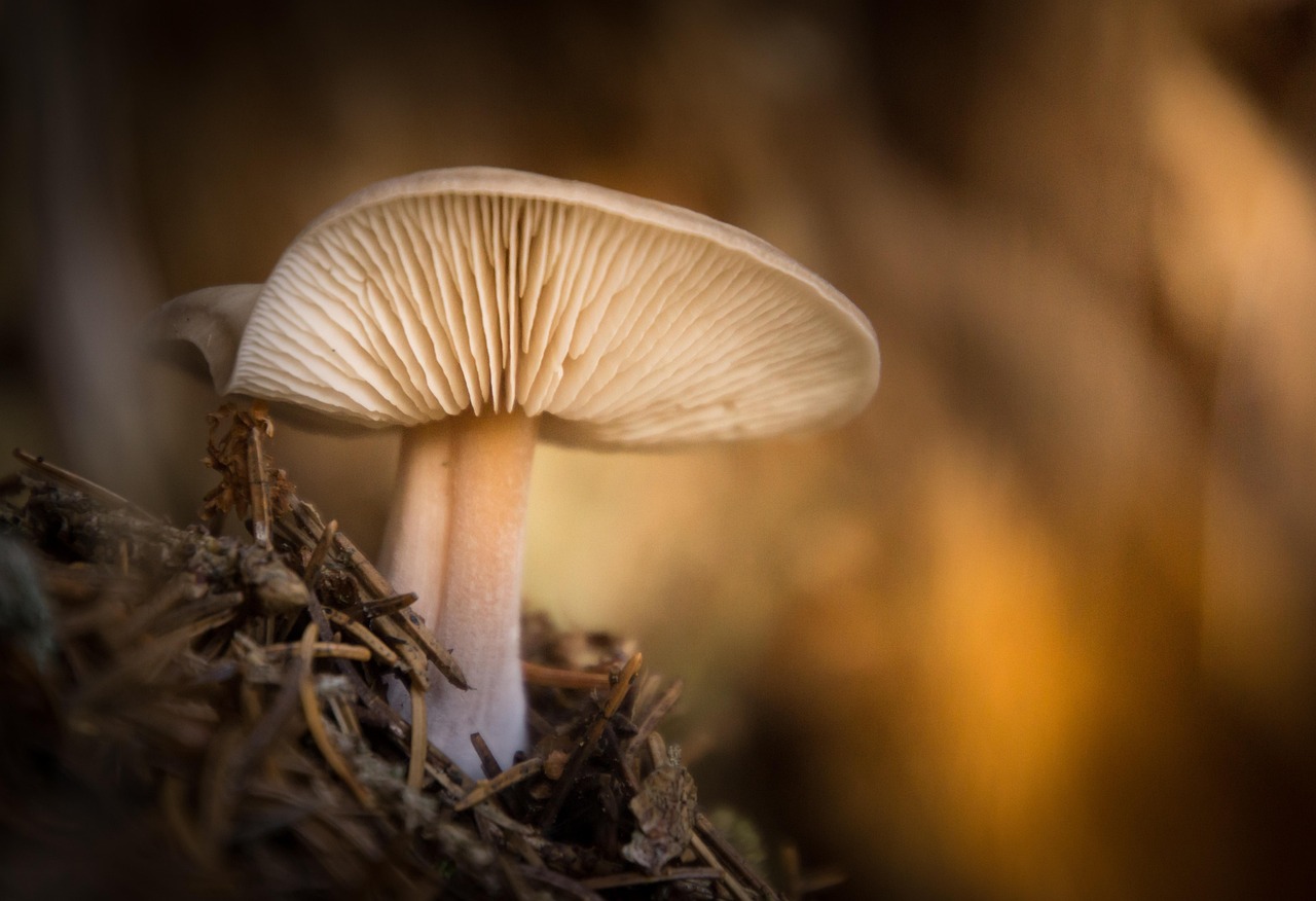 500+ Free Colorful Mushroom & Mushroom Images - Pixabay