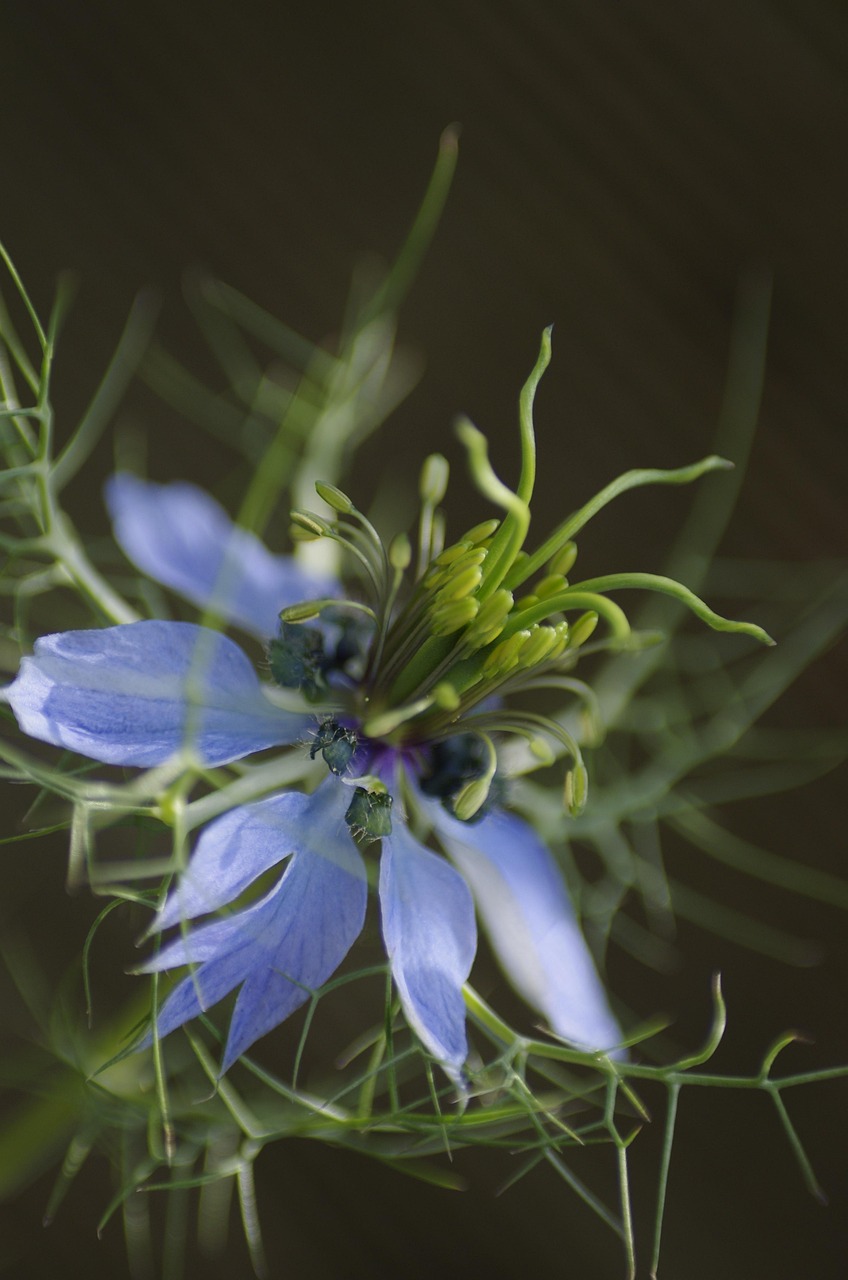 100+ Free Nigella & Flower Images - Pixabay