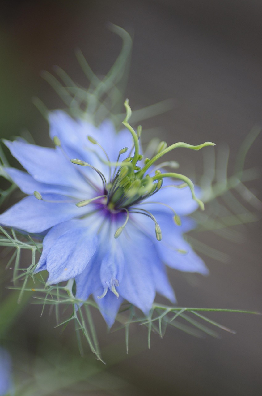 Nigella Flower Blue - Free photo on Pixabay - Pixabay