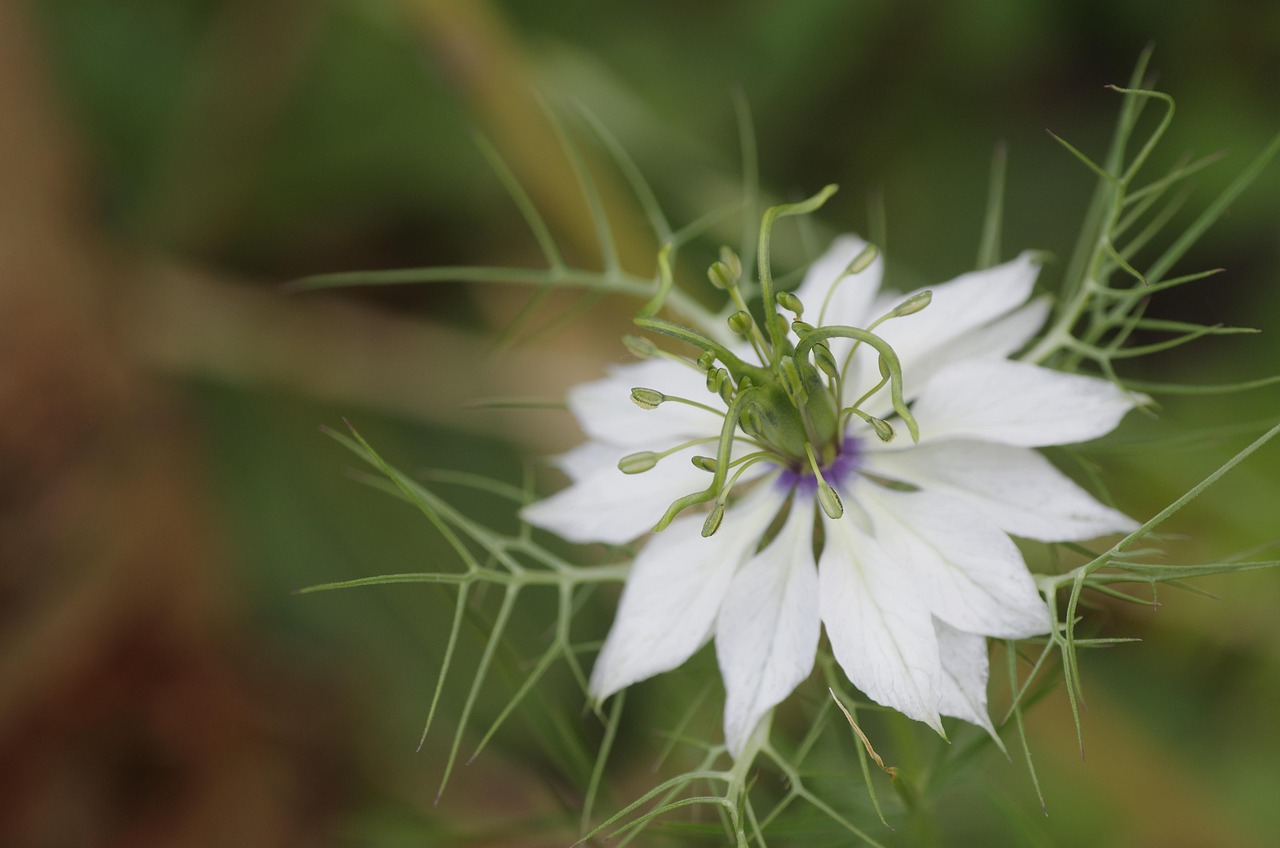 100+ Free Nigella & Flower Images - Pixabay