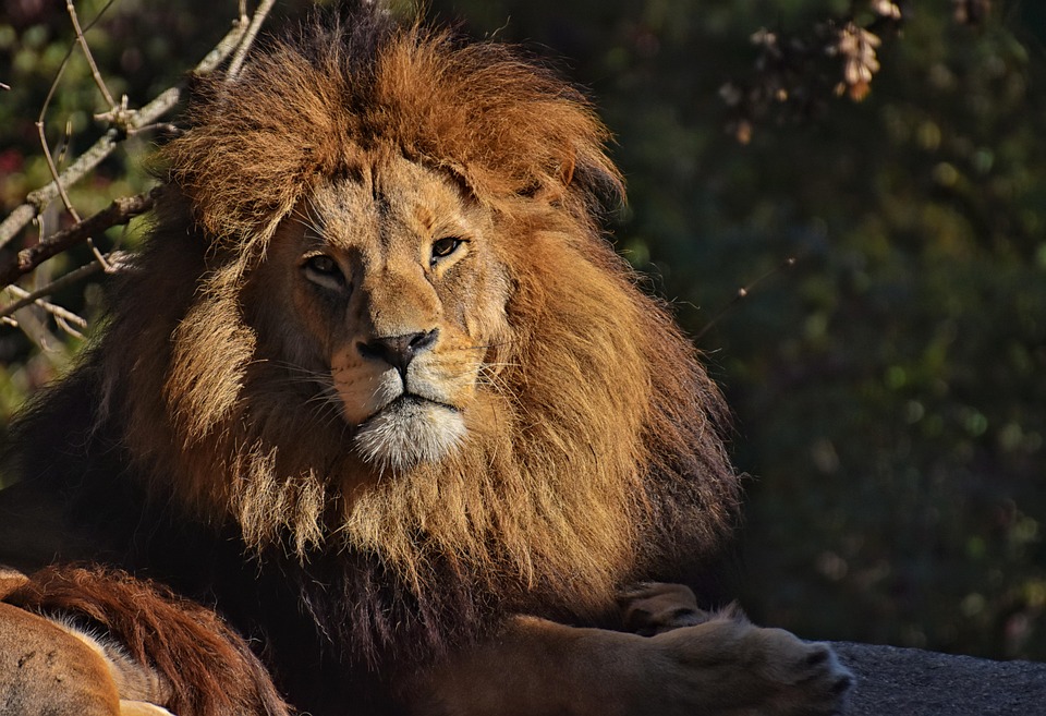 Lion Predator Dangerous - Free photo on Pixabay