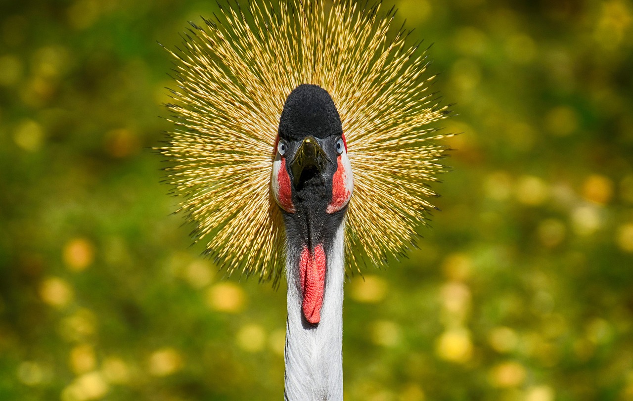 1,000+ Free Crane Bird & Crane Images - Pixabay