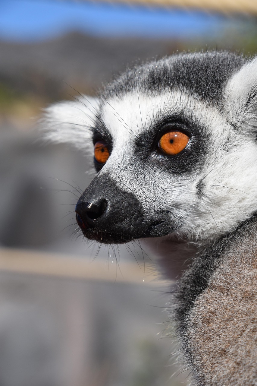 Maki Catta Lemure Madagascar Pairi - Foto gratis su Pixabay - Pixabay