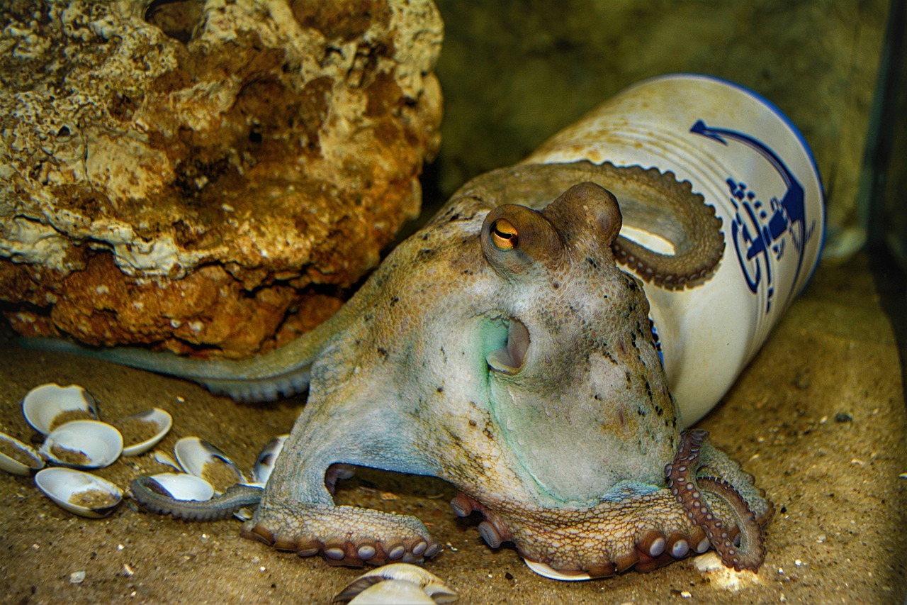 Octopus Close Up Water - Free photo on Pixabay