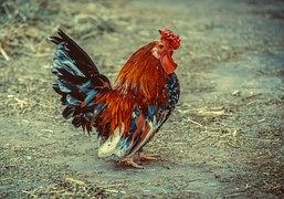 Rooster Chicken Male - Free photo on Pixabay
