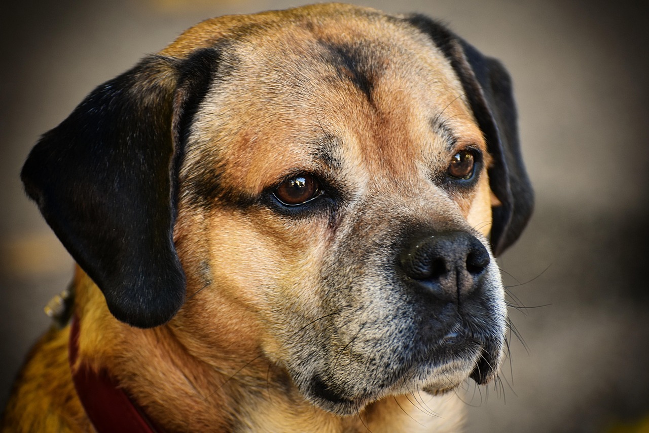Free Dog Photos & Pictures: 40,000+ Cute Dog Images in HD - Pixabay