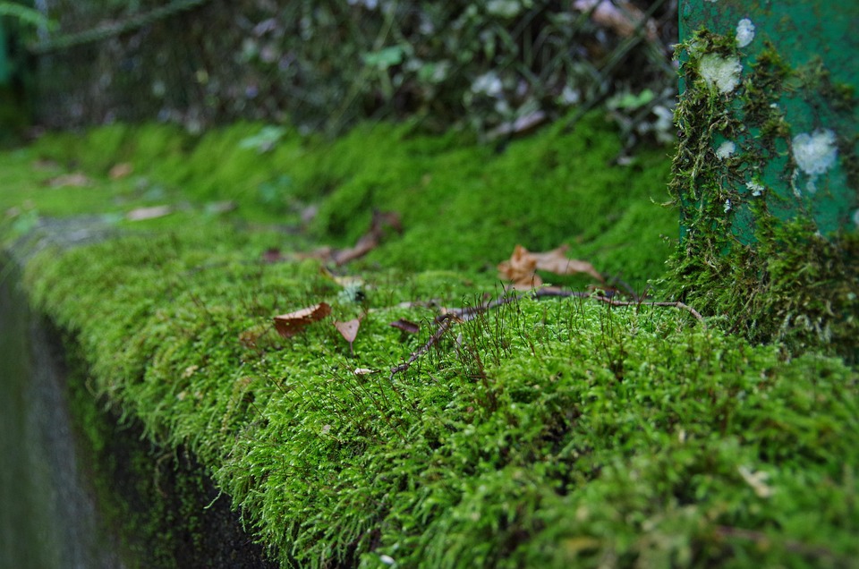 Natural Musgo Moss - Foto gratuita no Pixabay - Pixabay