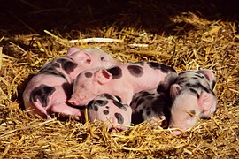 Pig Piglet Happy - Free photo on Pixabay