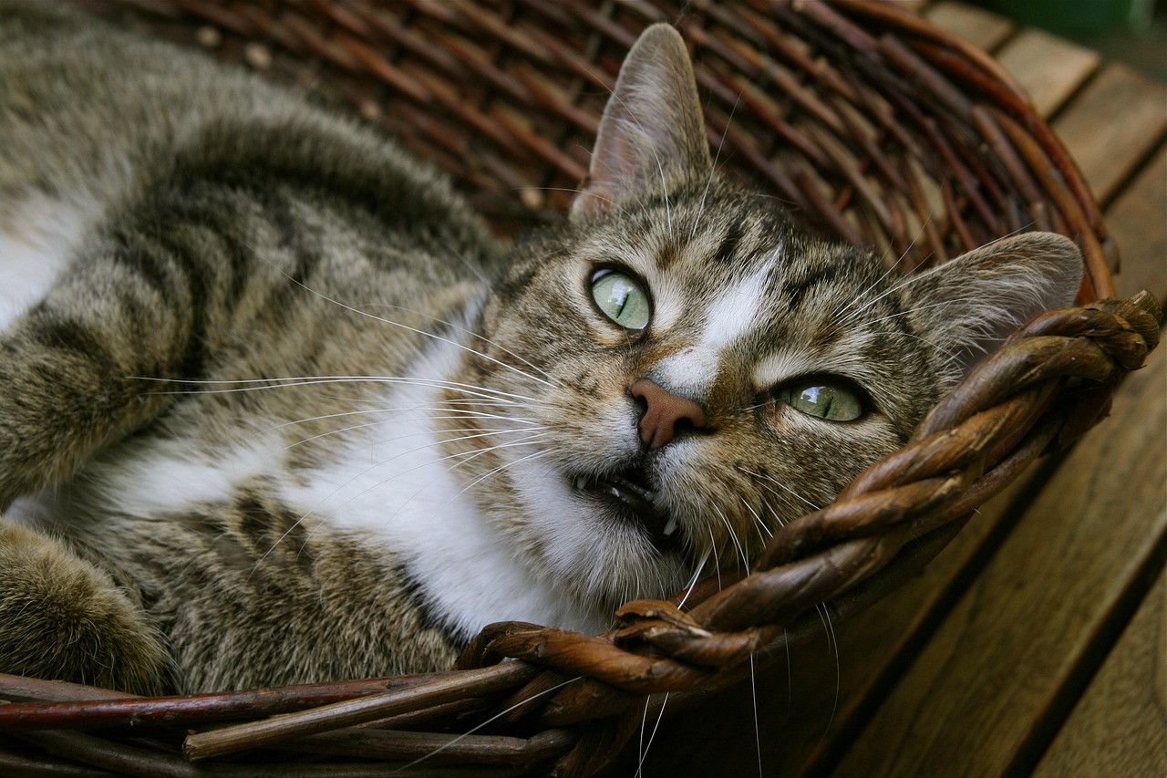 40,000+ Best Free Cat Pictures & Images [HD] - Pixabay