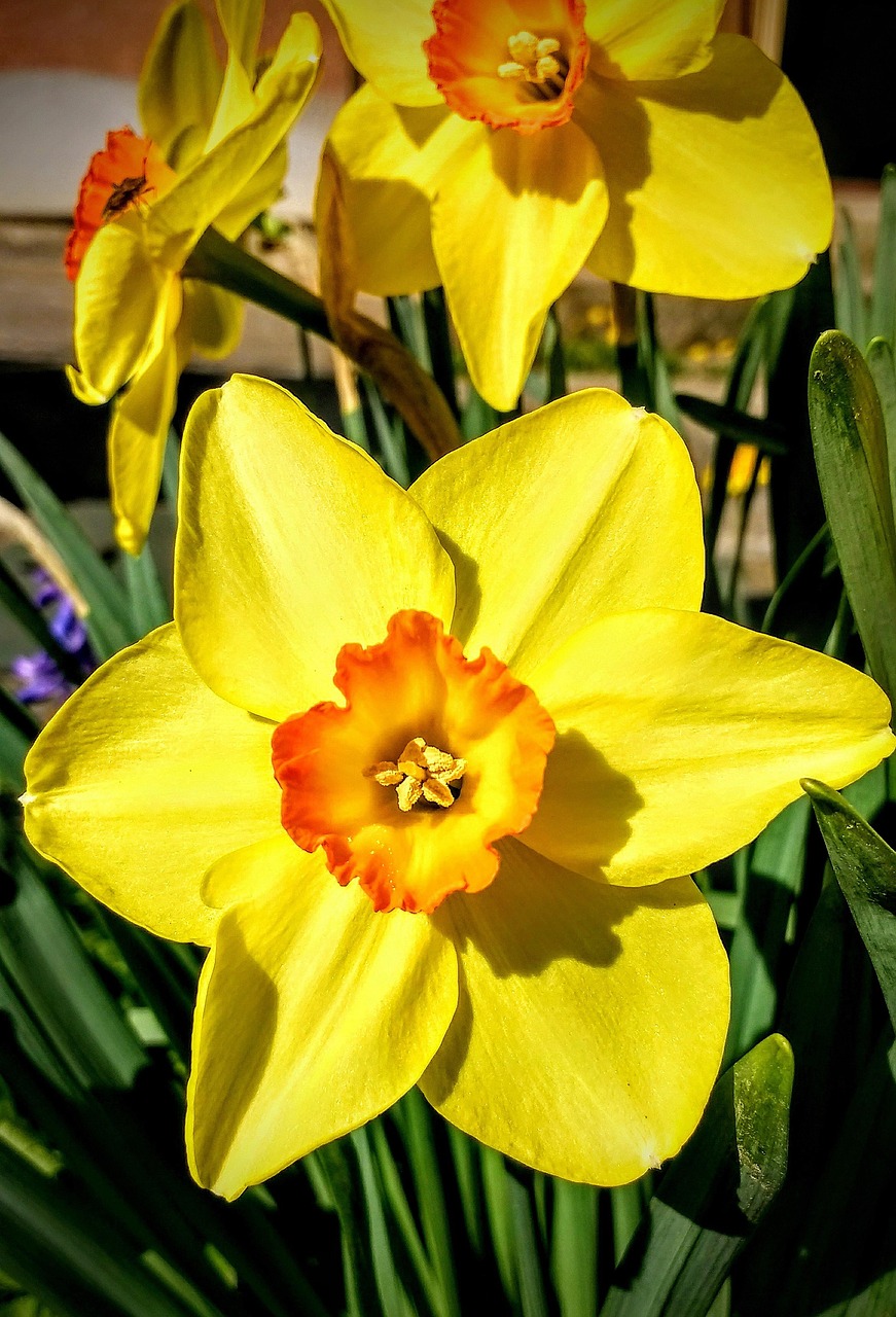 Natur Blume - Kostenloses Foto auf Pixabay - Pixabay