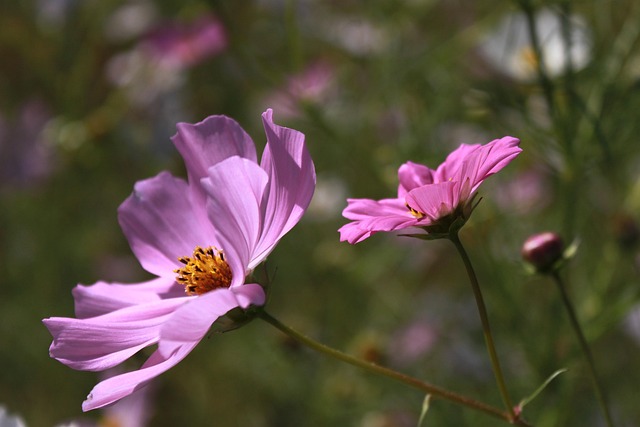 Cosmos Bunga Alam - Foto gratis di Pixabay
