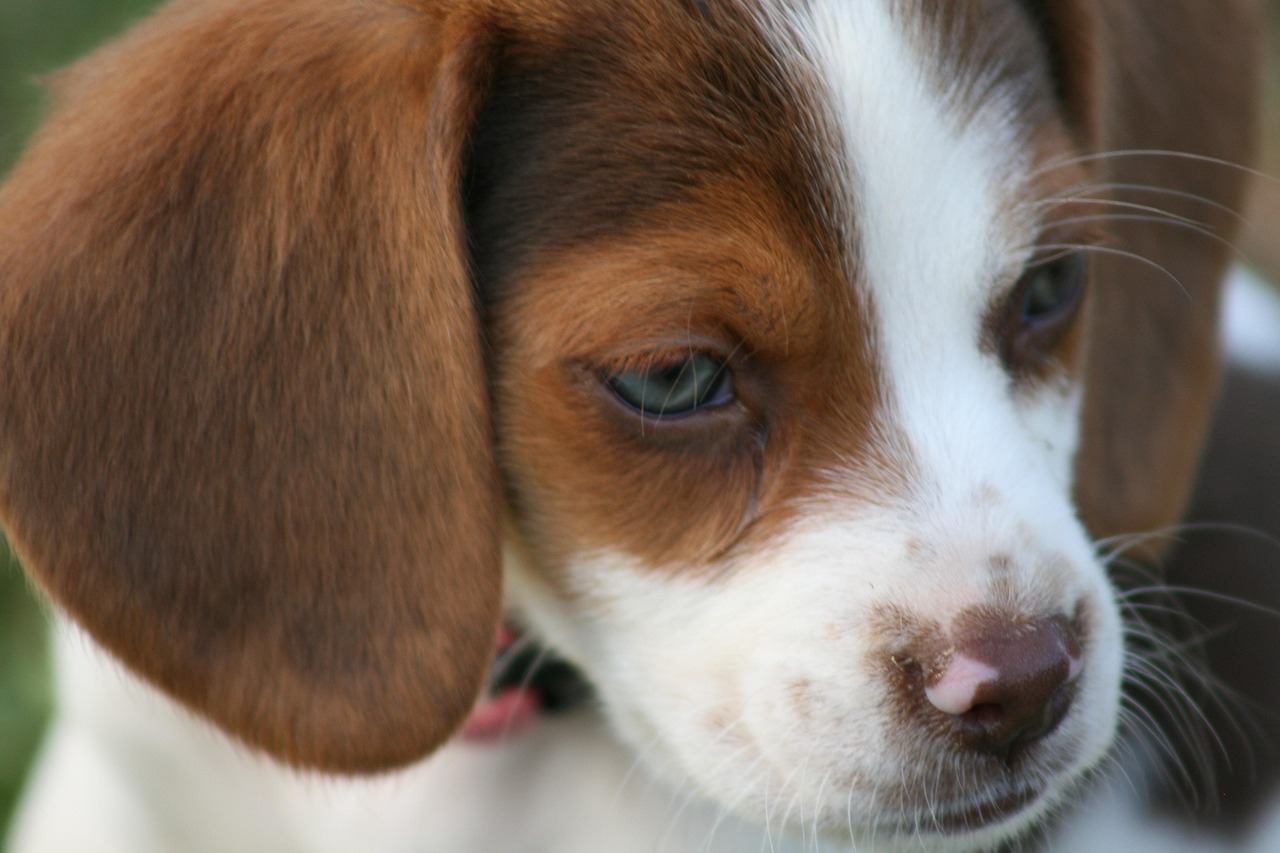 Beagle Chiot Chien Animal De - Photo gratuite sur Pixabay - Pixabay