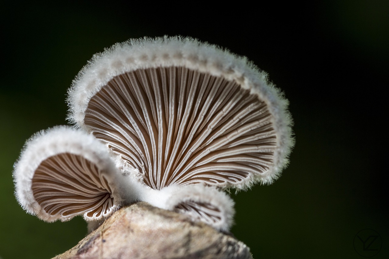 Champignon La Nature Sol De - Photo gratuite sur Pixabay - Pixabay