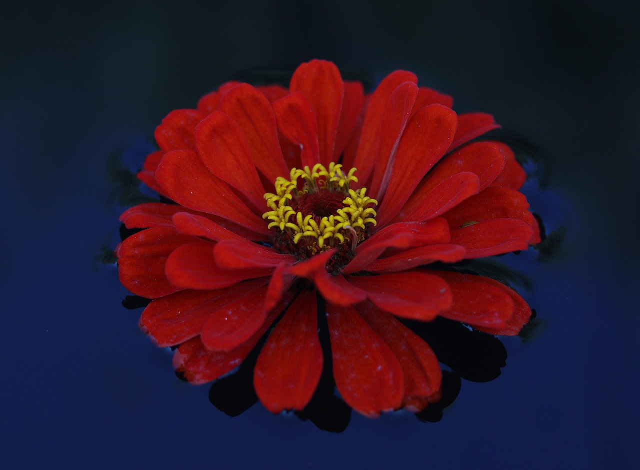 Carciumareasa Flower Red - Free photo on Pixabay