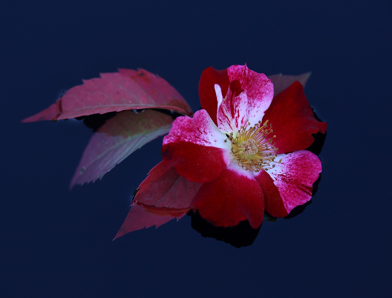 Rosa Flor Rojo - Foto gratis en Pixabay - Pixabay