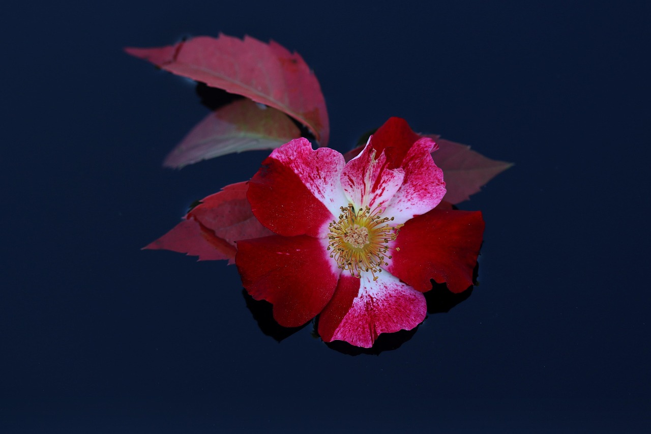 Rosa Flor Rojo - Foto gratis en Pixabay - Pixabay
