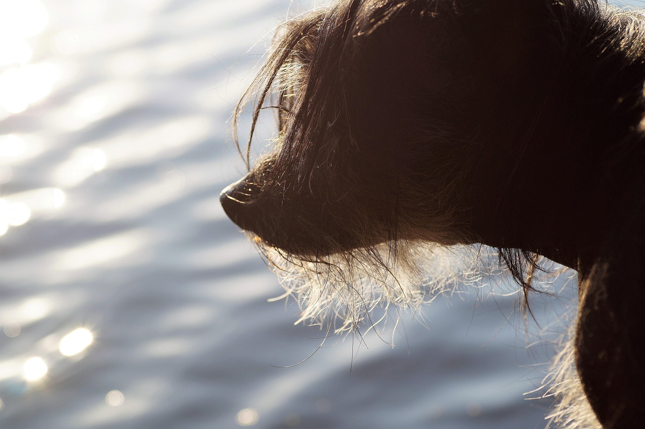 Dog Head Animal Chinese - Free photo on Pixabay - Pixabay