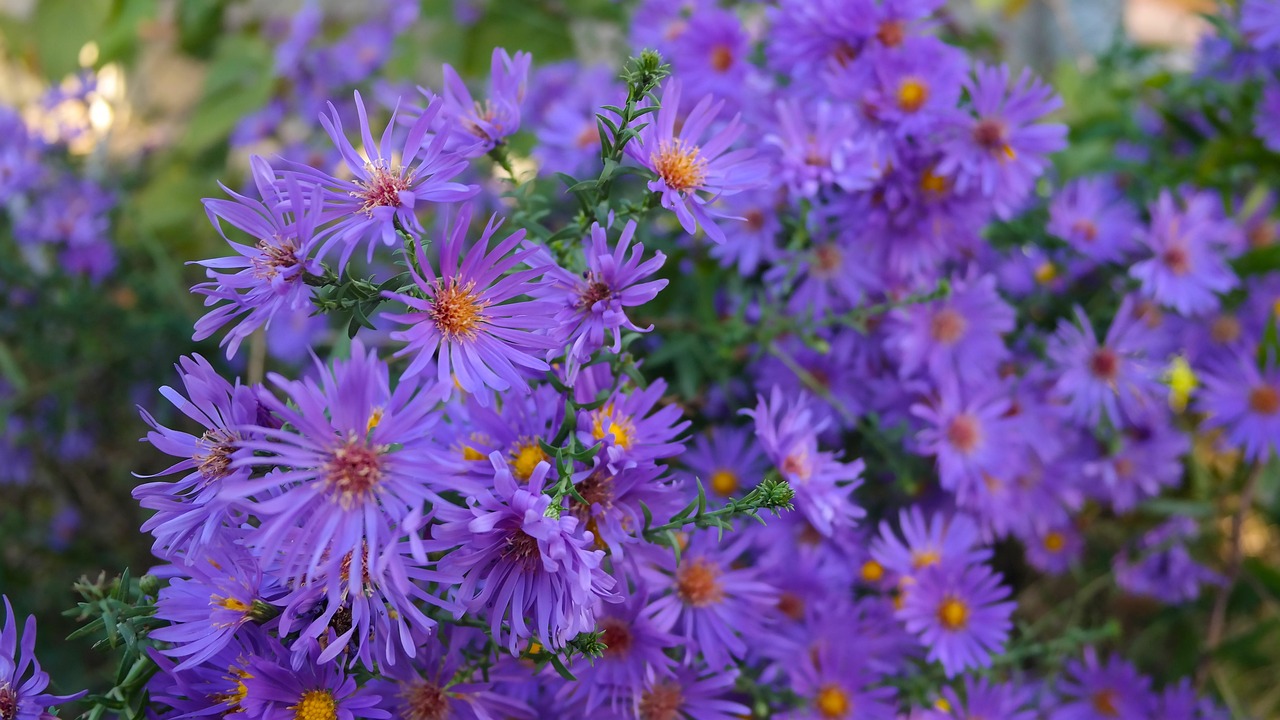 Blumen Garten - Kostenloses Foto auf Pixabay - Pixabay