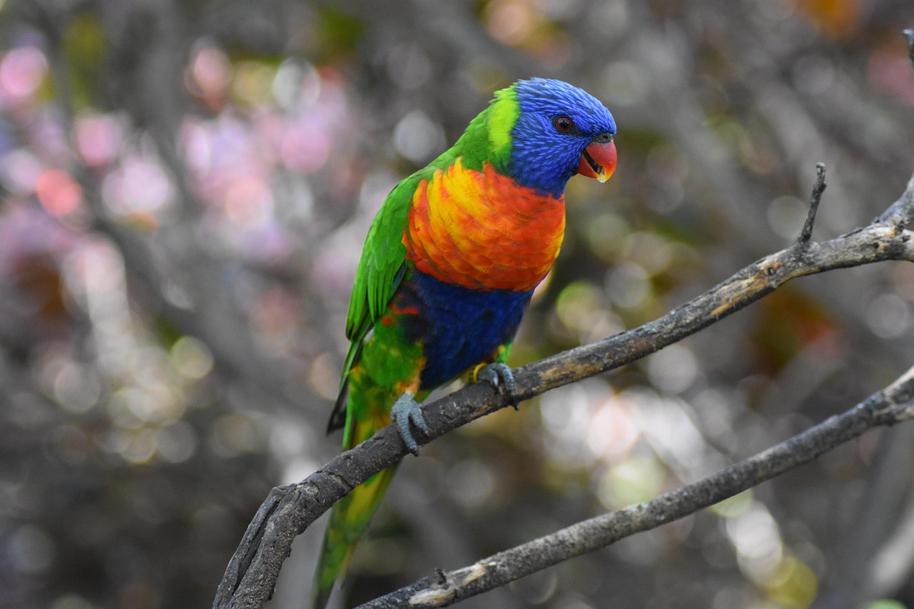 Perroquet Multicolore La Nature - Photo gratuite sur Pixabay - Pixabay