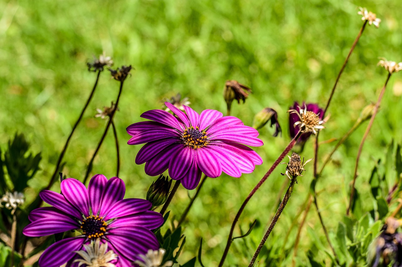 70+ Free Gerbel & Nature Images - Pixabay