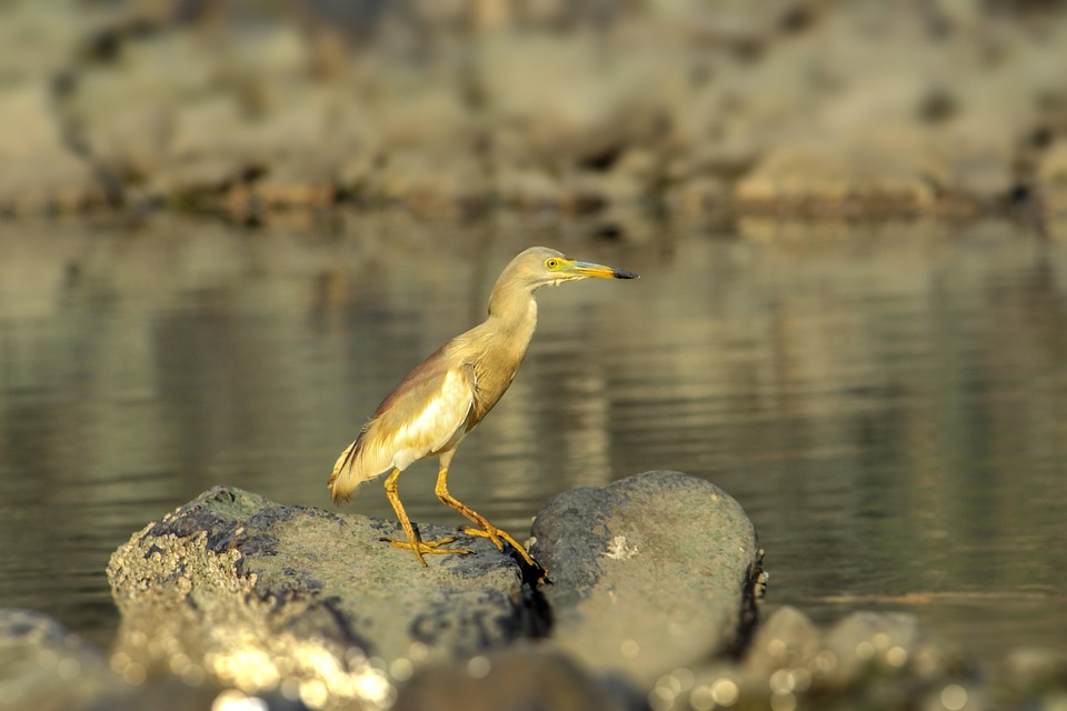 Animal Bird Eyes Button - Free photo on Pixabay - Pixabay