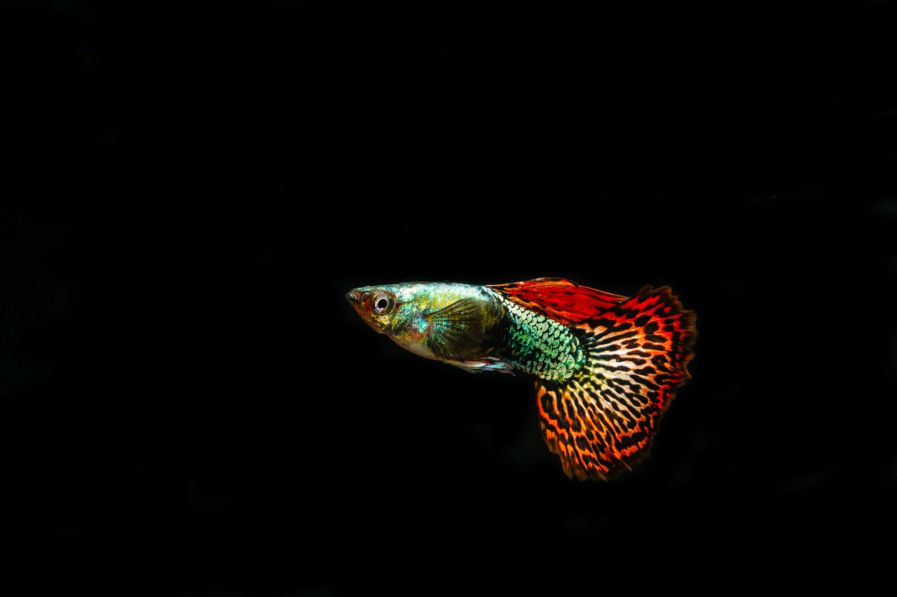 20+ Free Guppies & Guppy Images - Pixabay