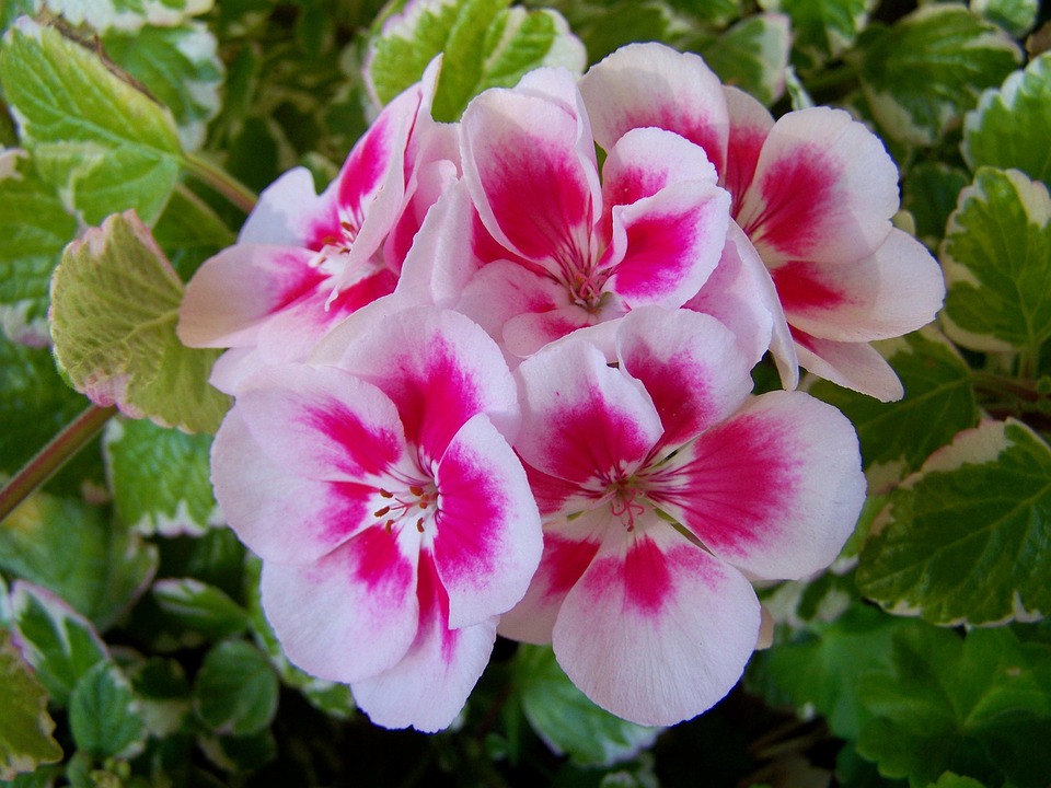 Geranium Two-Tone Balcony - Free photo on Pixabay - Pixabay