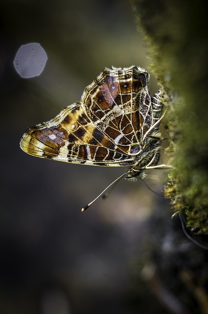 Papillon Nature Aile - Photo gratuite sur Pixabay - Pixabay