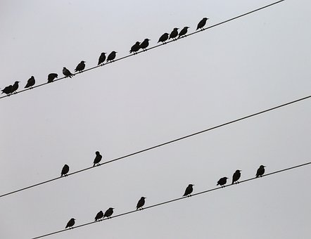 60+ Free Birds On Wire & Bird Images