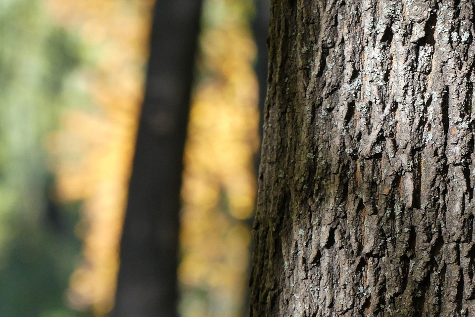 Autumn Kraków Tree - Free photo on Pixabay