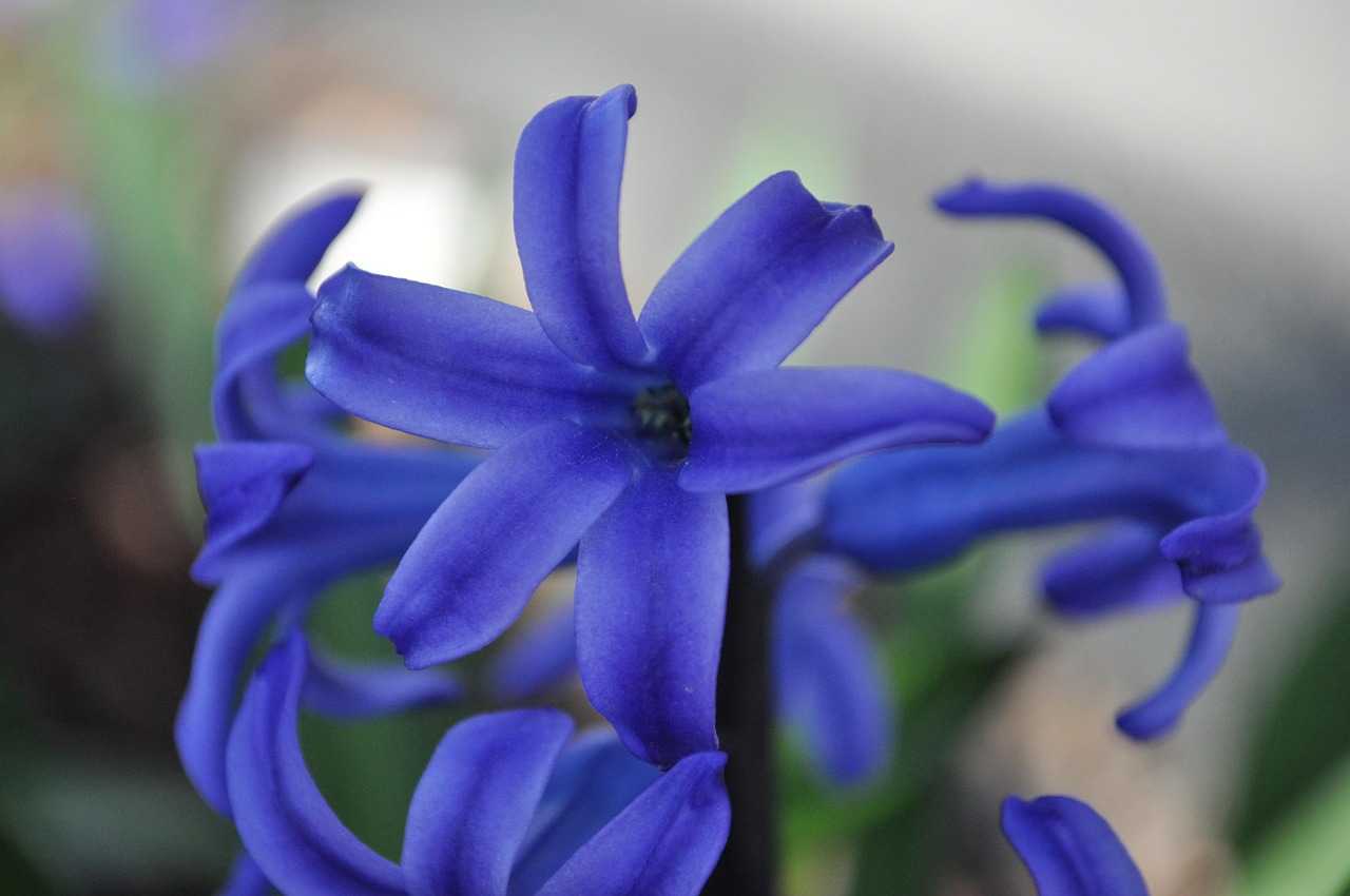 Purple Blue Indigo - Free photo on Pixabay - Pixabay