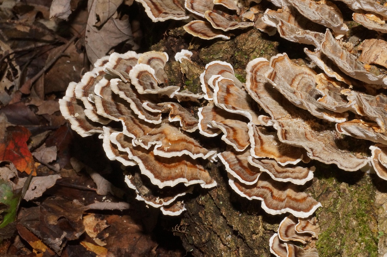 Fungus Woods Mushroom - Free photo on Pixabay