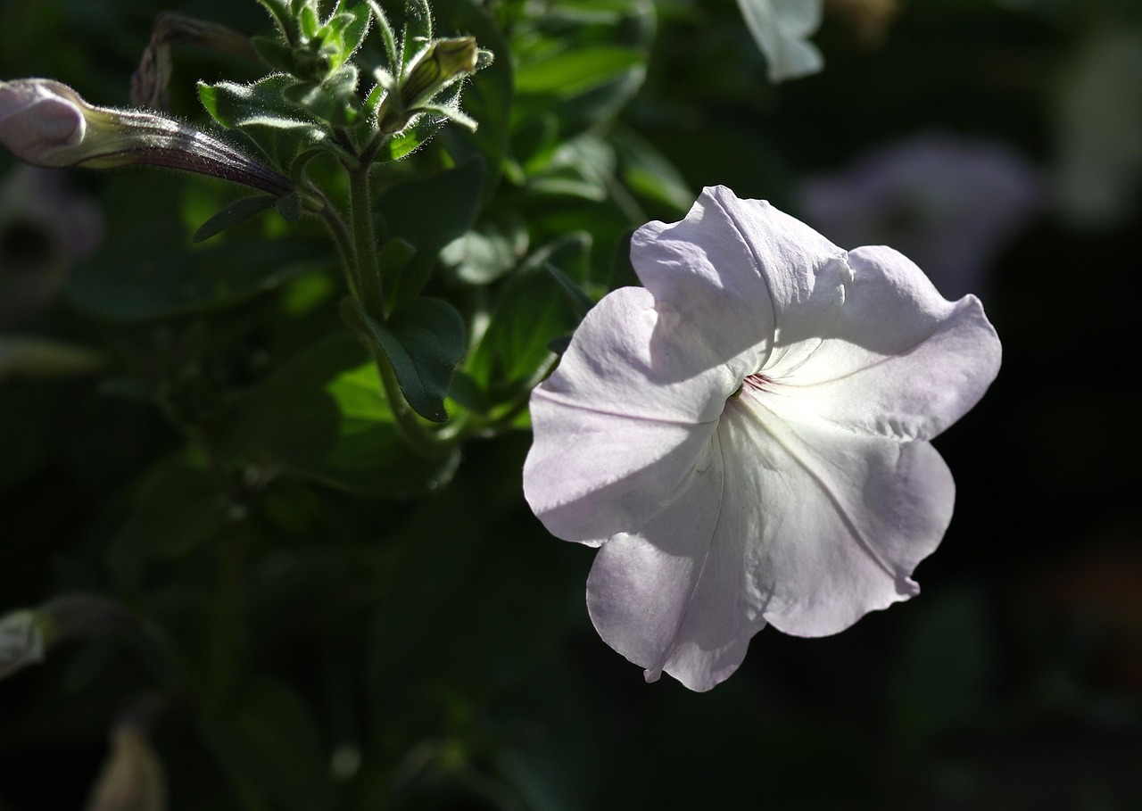 Petunia Flower White - Free photo on Pixabay - Pixabay