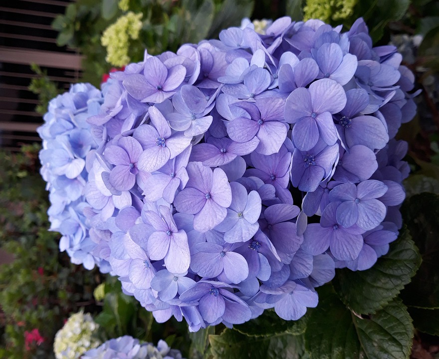 Hortência Azul Natureza - Foto gratuita no Pixabay - Pixabay