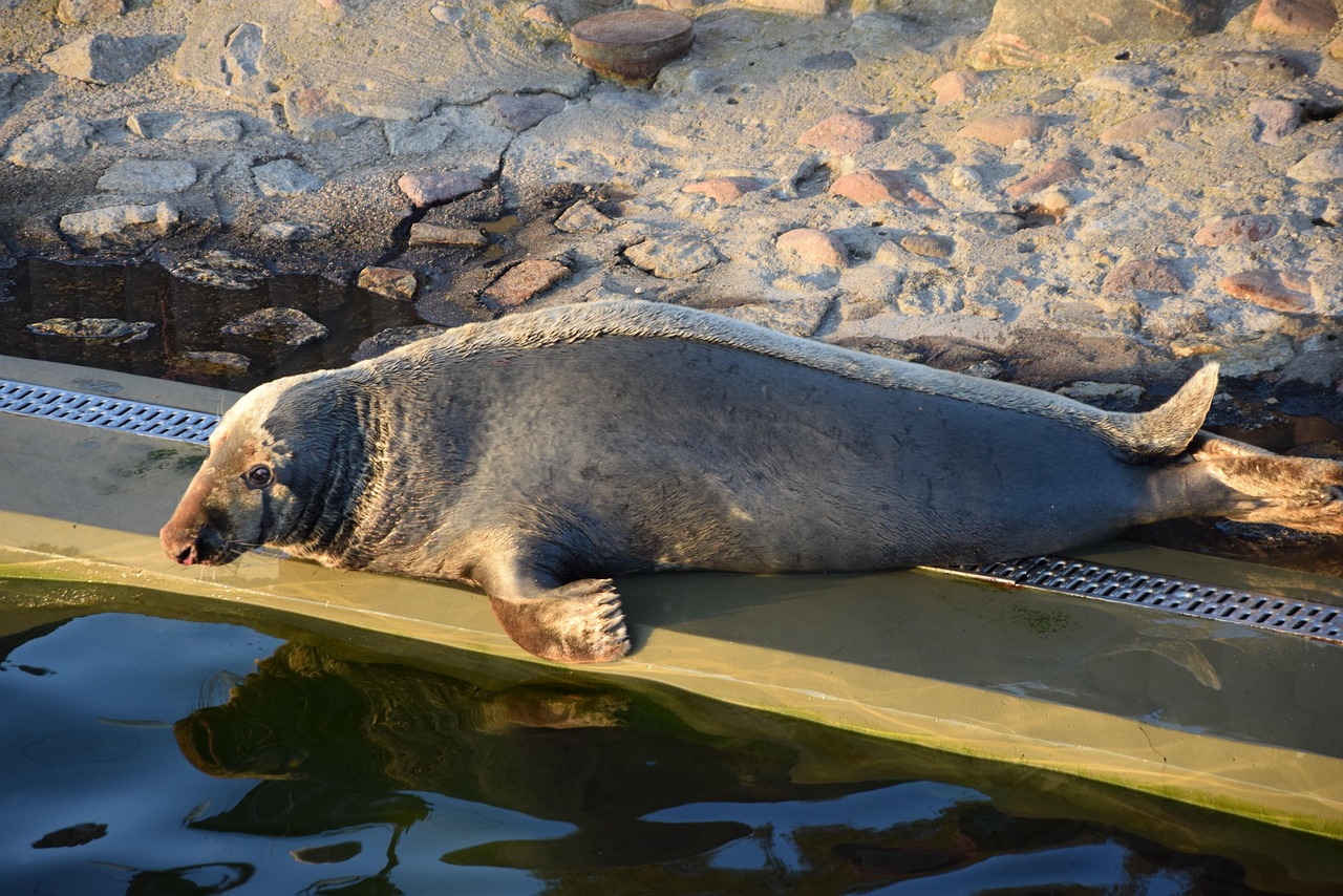 León Marino Animal Mamífero - Foto gratis en Pixabay - Pixabay