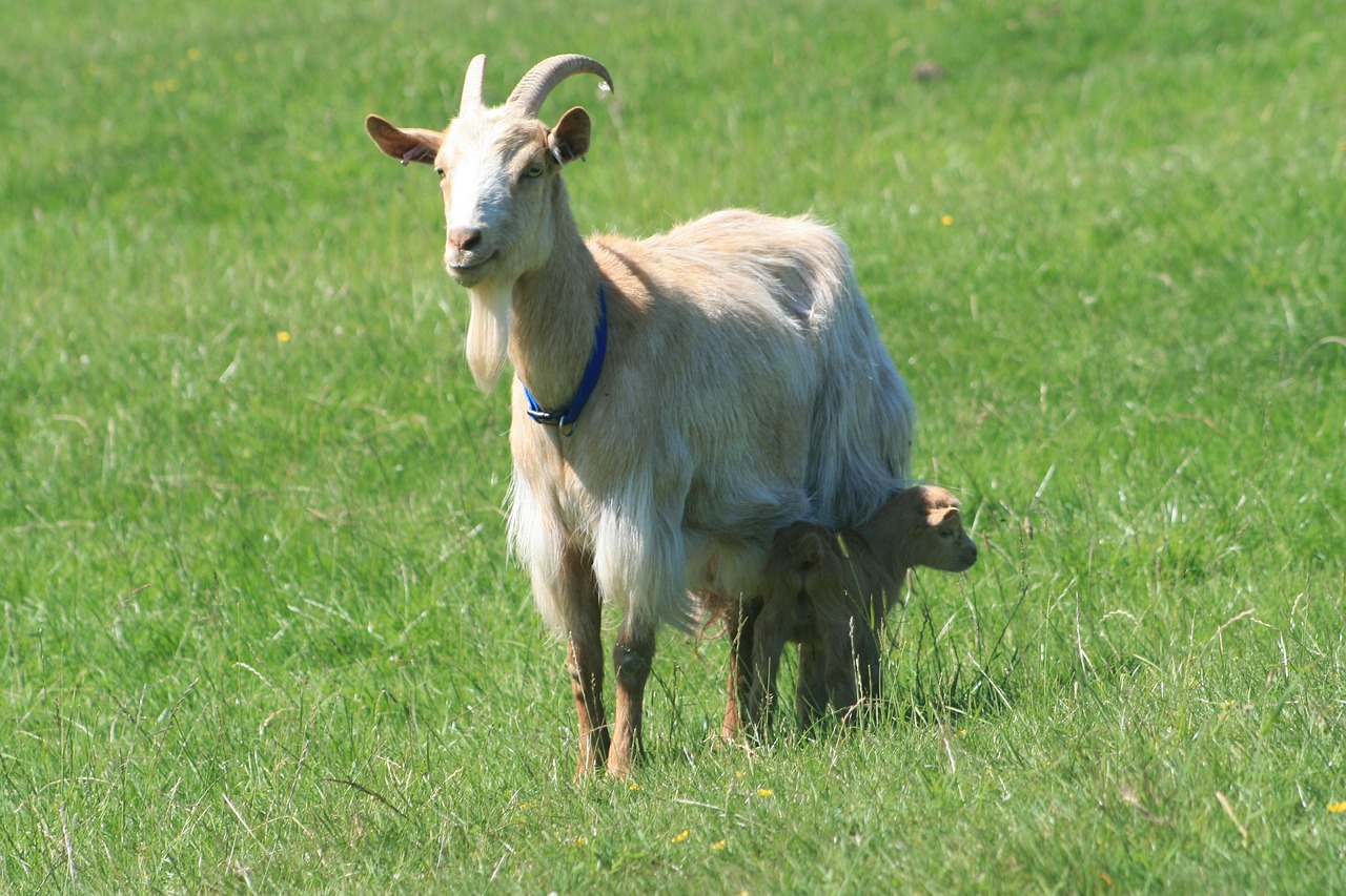Goat Golden Guernsey - Free photo on Pixabay - Pixabay