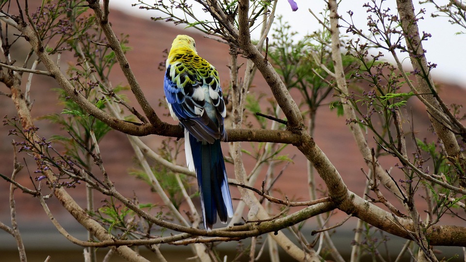 Rosella Bird - Free photo on Pixabay - Pixabay