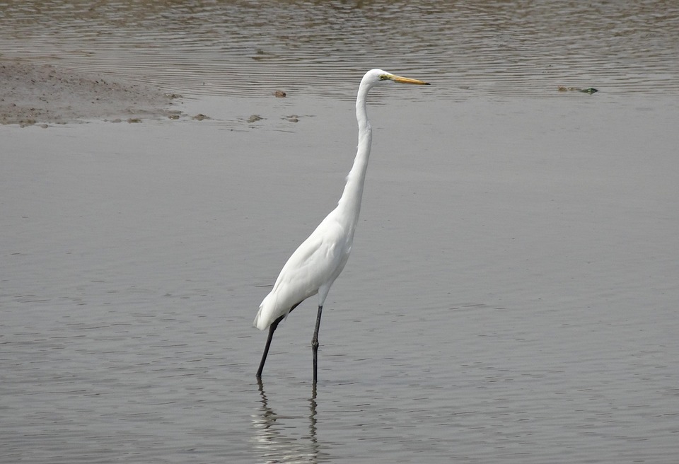 Great Egret Ardea Alba Large - Free photo on Pixabay - Pixabay