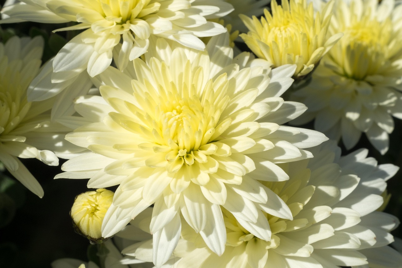 Flower Chrysanthemum Autumn - Free photo on Pixabay