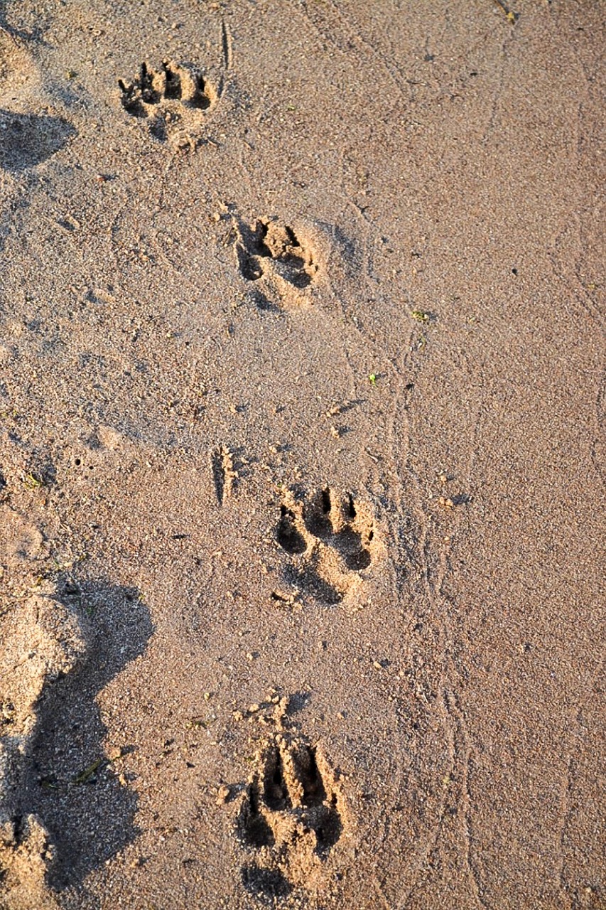 Empreinte De Patte Chien - Photo gratuite sur Pixabay - Pixabay
