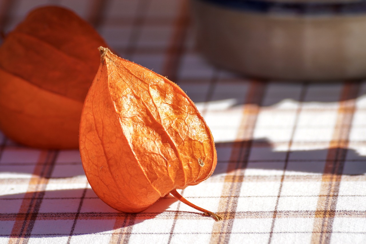 Lampion Flower Orange Physalis - Free photo on Pixabay - Pixabay