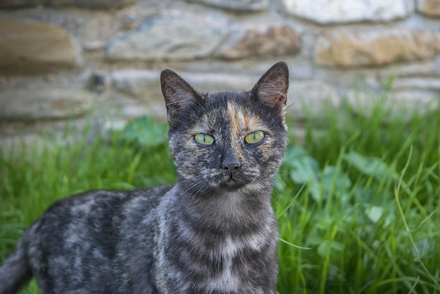 Chat Herbe Les Animaux - Photo gratuite sur Pixabay - Pixabay