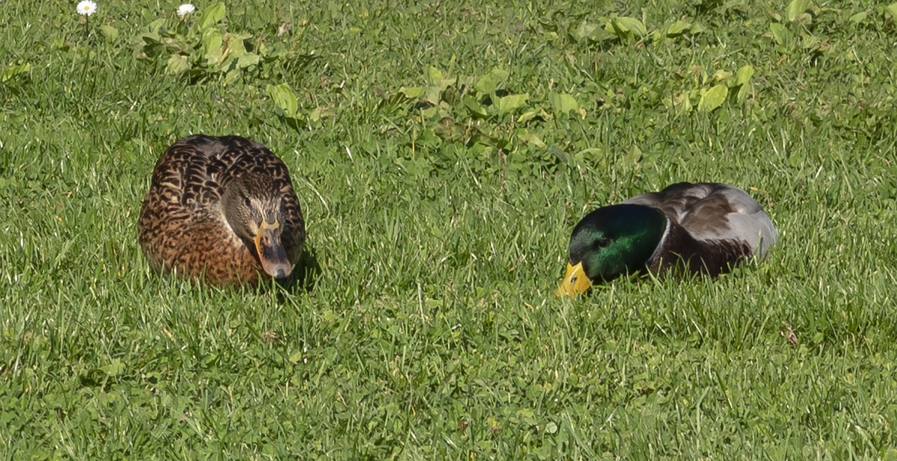 Wild Ducks Duck Water - Free photo on Pixabay - Pixabay