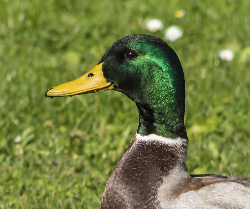 Patos Silvestres Pato Agua - Foto gratis en Pixabay