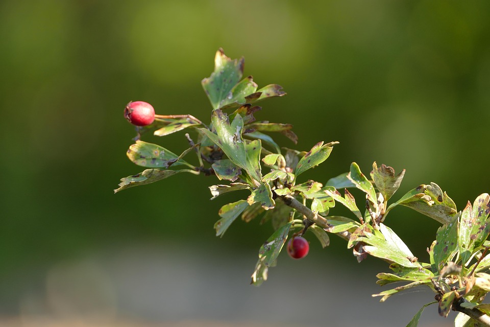 Nature Bushes Fruits - Free photo on Pixabay