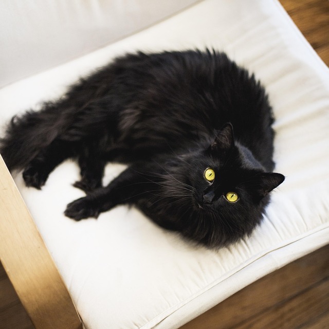 Kucing Hitam Peliharaan - Foto gratis di Pixabay - Pixabay
