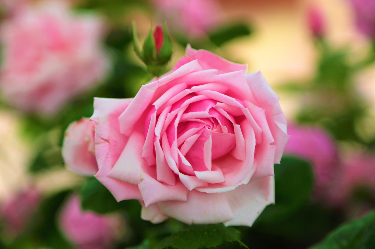 Rose Rejection Flower - Free photo on Pixabay - Pixabay